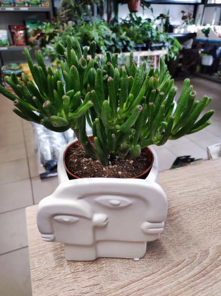 Grubosz Crassula Ovata uszy Shreka Hobbit - 12771958521 - oficjalne ...