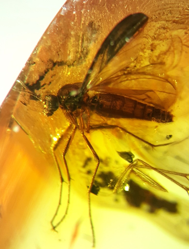 INKLUZJA mucha KOMAR owad w BURSZTYNIE bryłka+CERT - 13507829436 - oficjalne archiwum Allegro