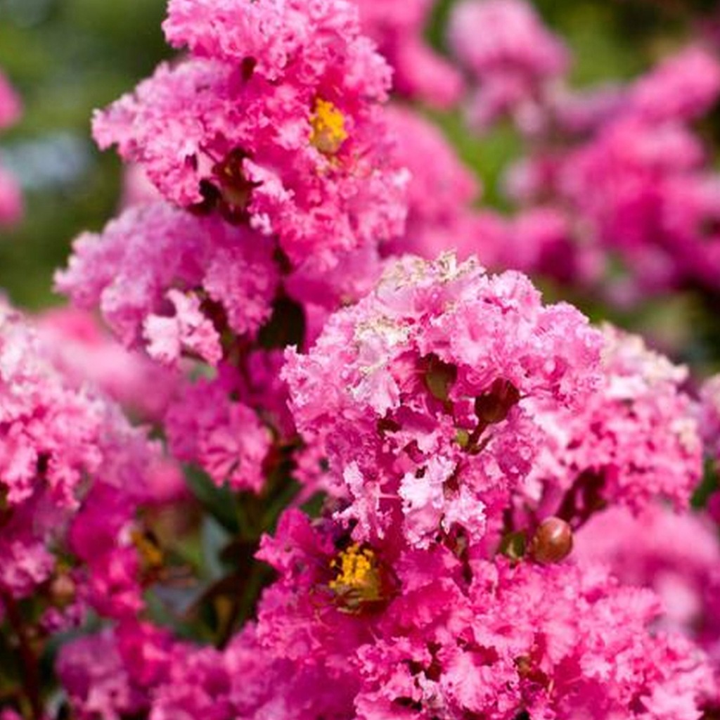 Sadzonki Krzewy Ozdobne Legerstroemia 1 szt - 12492852135 - oficjalne ...