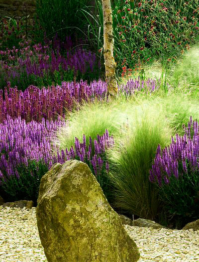 STIPA PONY TAILS najpiękniejsza trawa - 7411745441 - oficjalne archiwum ...