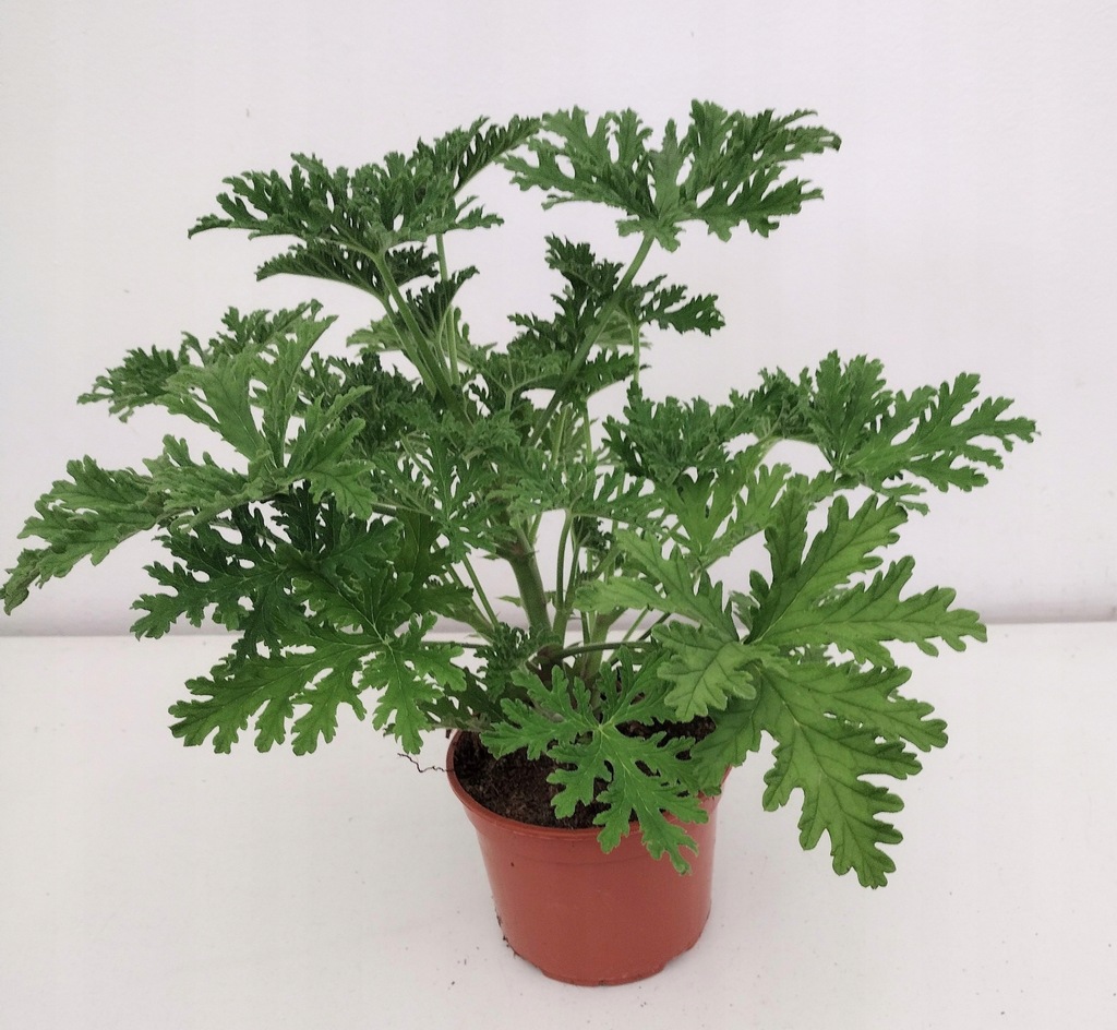 Geranium Anginka - 11874322740 - oficjalne archiwum Allegro