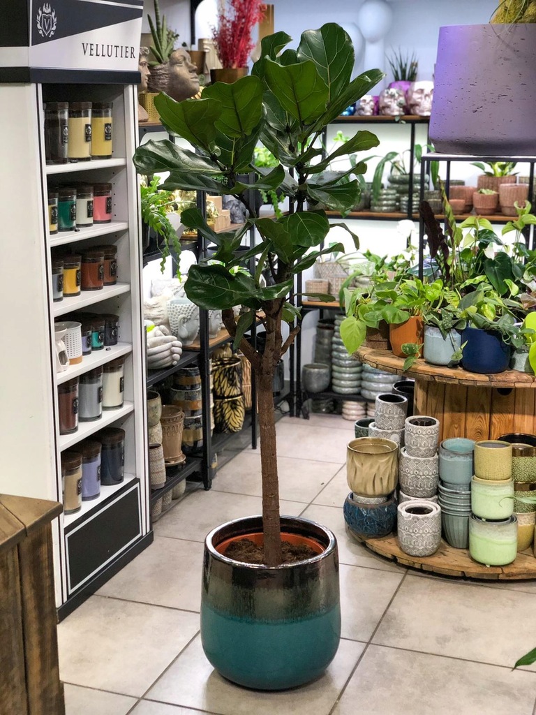 Ficus Lyrata fikus lirata drzewko 170 cm - 13140185182 - oficjalne ...