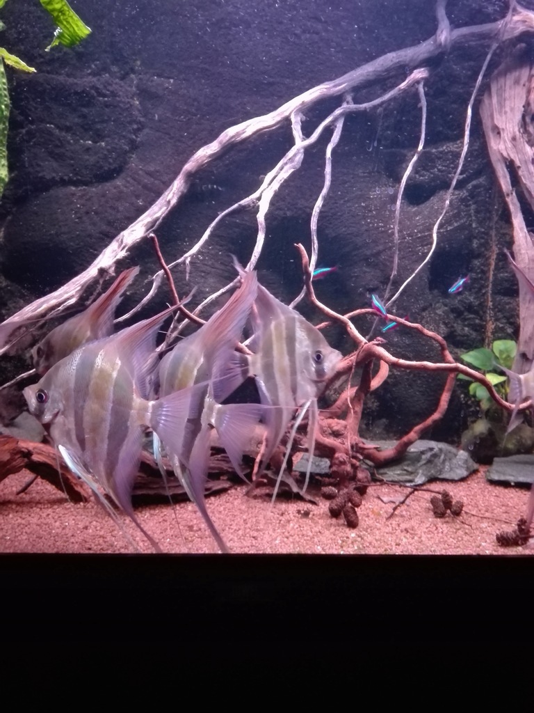 Pterophyllum Altum Orinoco TARNÓW - 7831411188 - oficjalne archiwum Allegro Pterophyllum Altum Orinoco TARNÓW - 7831411188 - oficjalne archiwum Allegro