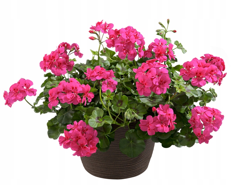 Pelargonia zwisająca peltatum Allegria Rosa - 11867250287 - oficjalne ...