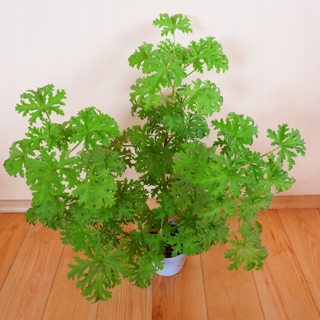 GERANIUM ANGINKA ROŚLINA LECZNICZA dorodne XXL - 11850658935 ...