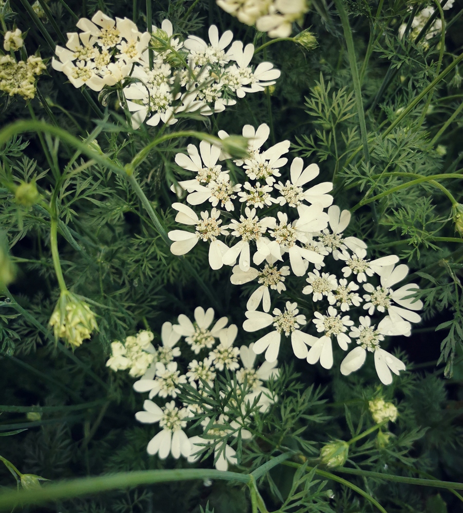 Orlaja Wielkokwiatowa - Orlaya Grandiflora NASIONA - 11101076324 ...