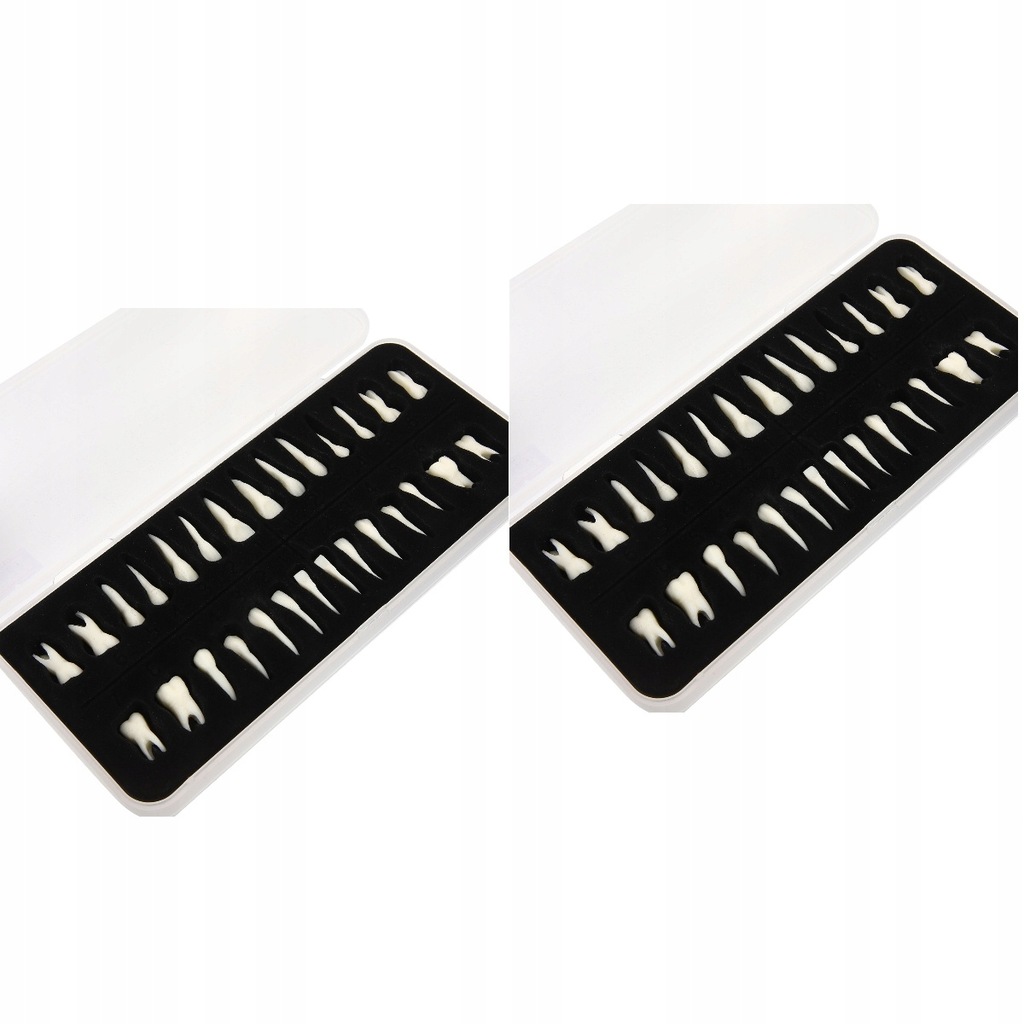 25 TOOTH MODELS TEETH MODELS SET PROPS 2 BOXES - 13432053216 ...