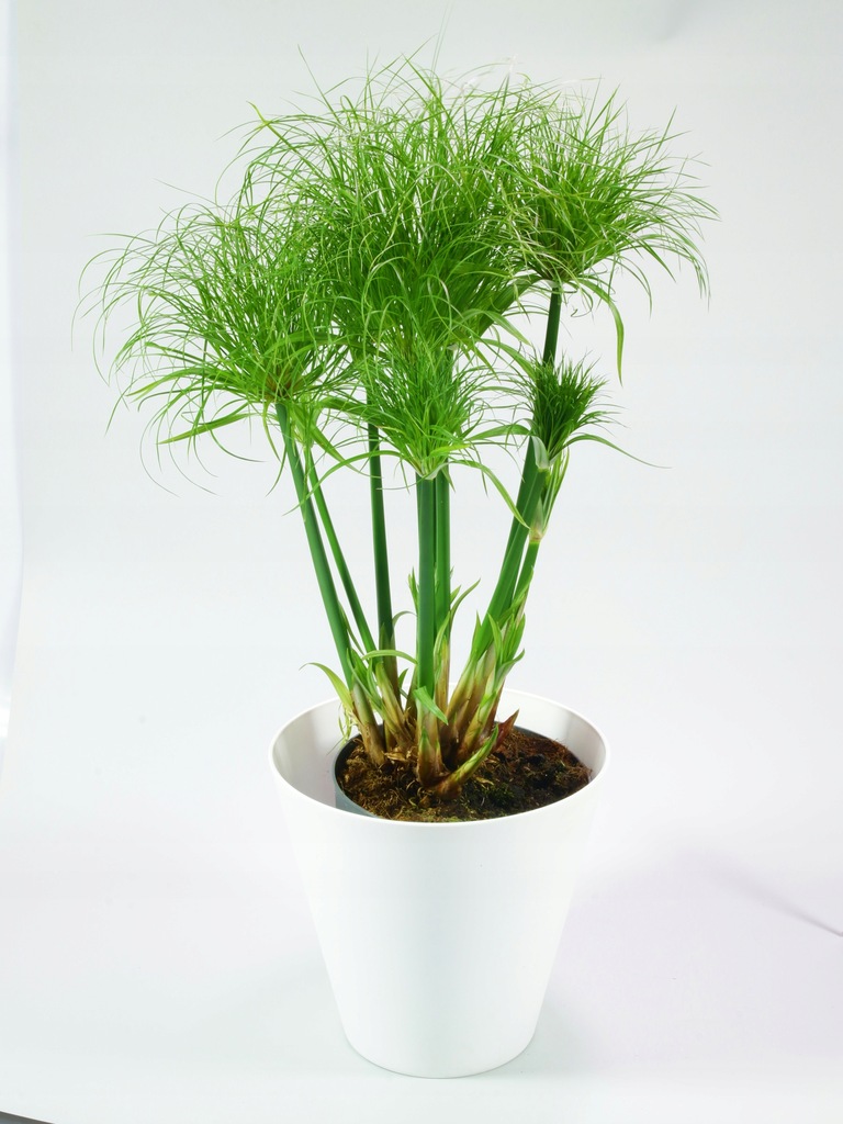 Cibora Cyperus papyrus Nofretete ⌀19 ~70cm - 14248697797 - oficjalne ...