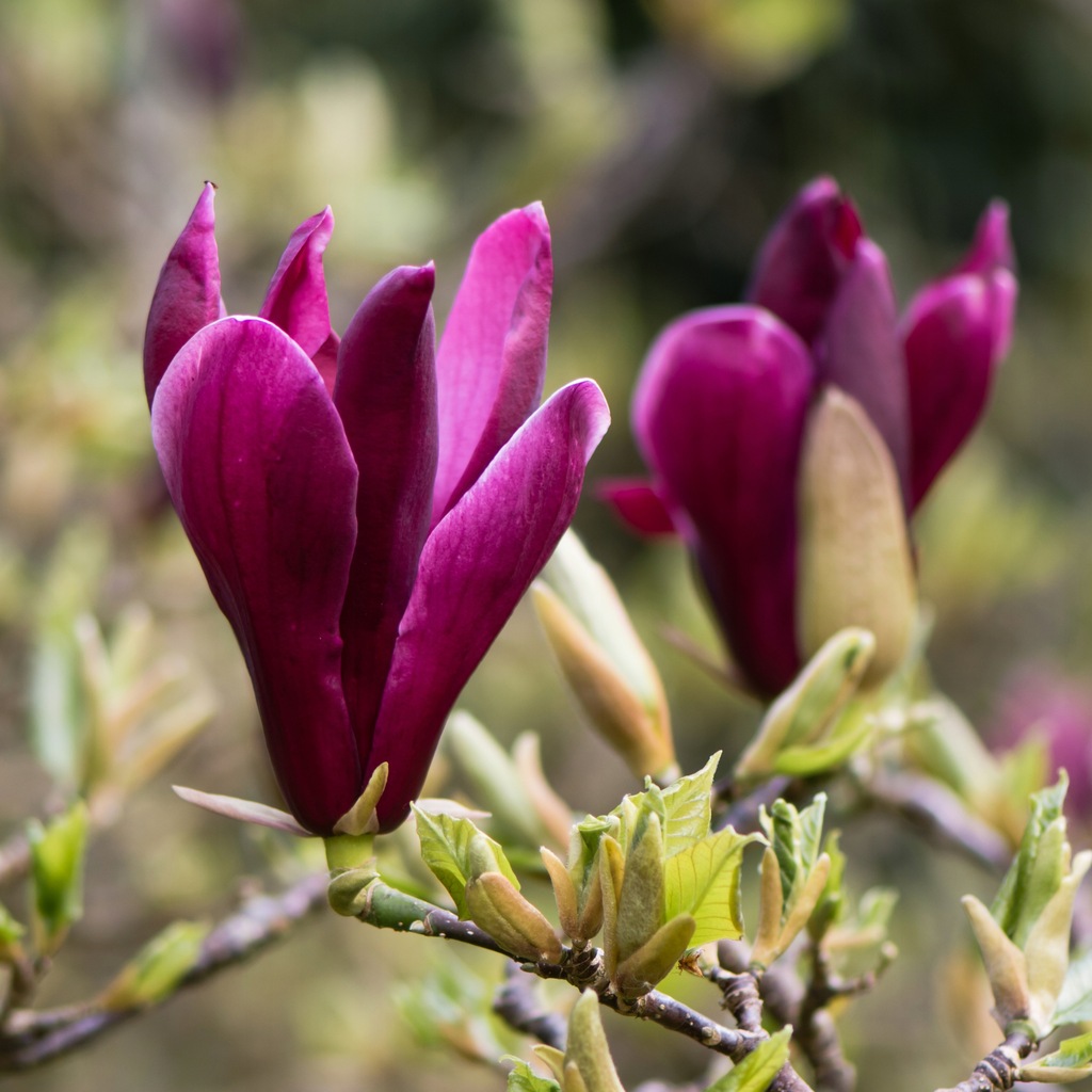 Magnolia purpurowa NIGRA Najciemniejsze kwiaty Sadzonki w doniczkach C3 ...