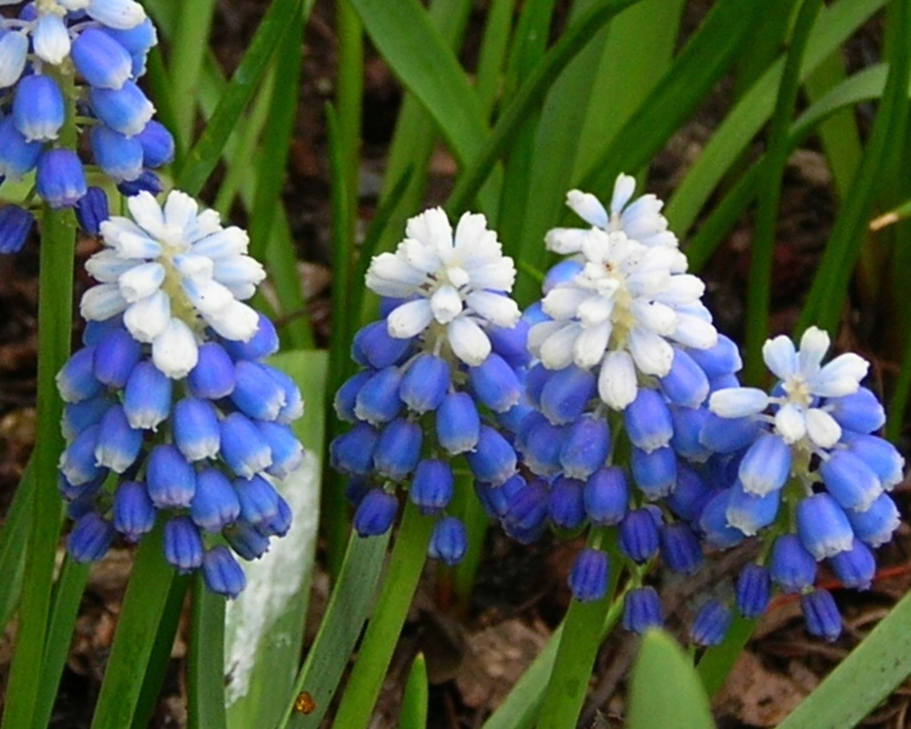 szafirek mounthot muscari KPL.5 SADZONEK z pąkami - 13168336055 - oficjalne archiwum Allegro