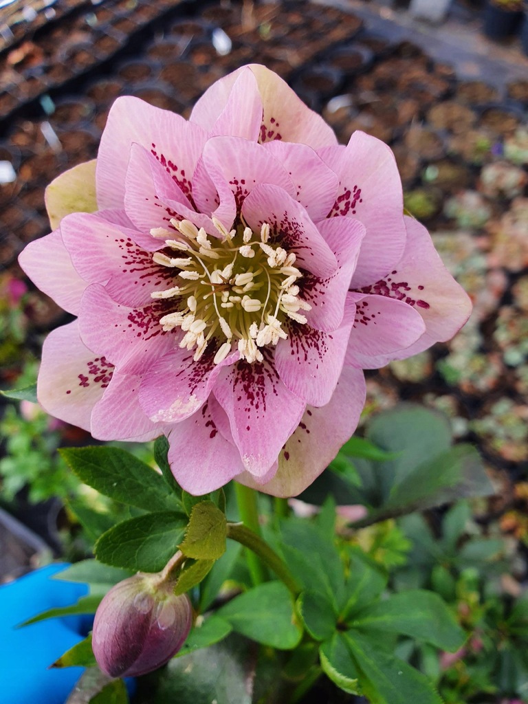 Ciemiernik Double Ellen Pink Spotted sadzonka - 13069636320 - oficjalne ...