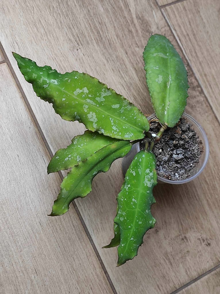 Hoya undulata splash leaves - 13524682224 - oficjalne archiwum Allegro