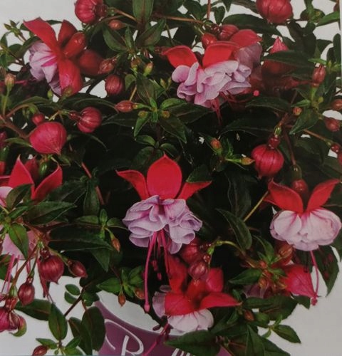 FUKSJA, FUCHSIA BELLA JULIA sadzonka STOJĄCA - 17318319223 - oficjalne ...