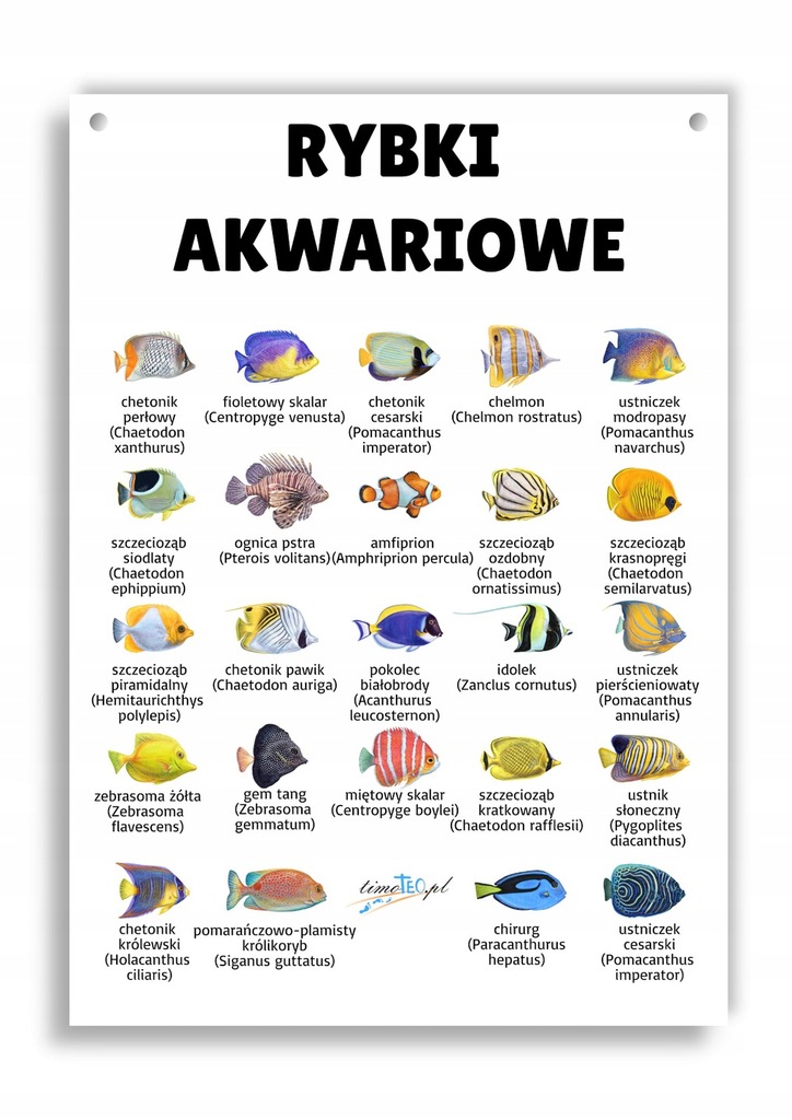 Plansza kolorowe rybki akwariowe ryby lista A3 - 12298668380 ...