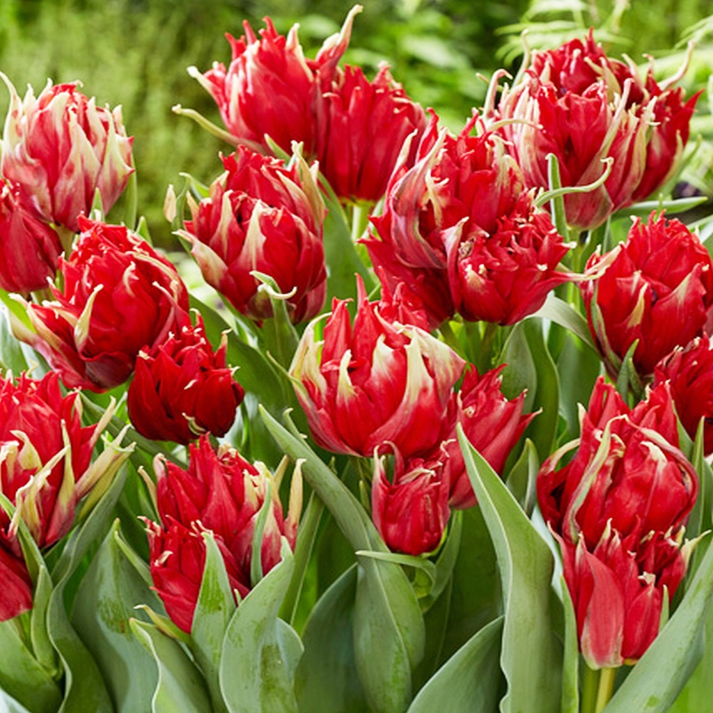 Tulipany Tulipan Pełny Red Spider 5 szt. Cebulki - 12564165640 ...