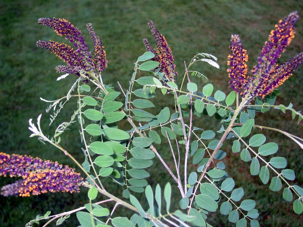 Amorfa Indygowiec Sadzonka 100-130 cm 10 szt. - 7533716699 - oficjalne ...