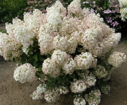 Hortensja BOBO miniaturowa hortensja - 9269707512 - oficjalne archiwum ...