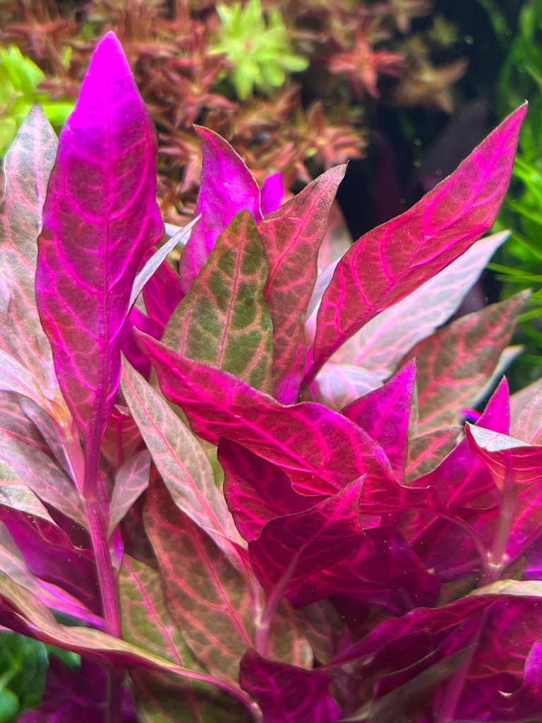 Alternanthera Rosanervig roślina akwariowa - 13437559340 - oficjalne ...