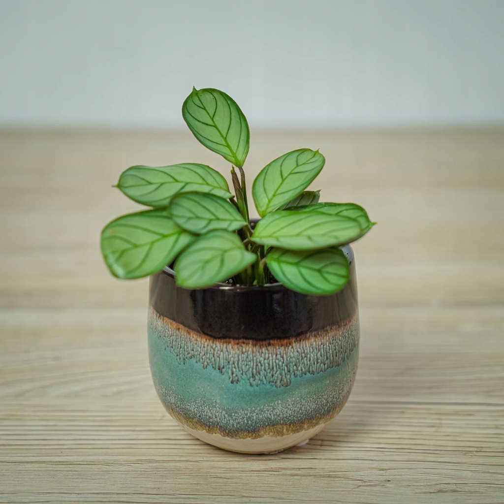 Ctenanthe Amagris XS Burle-marxii Calathea Piękna - 13355416807 ...