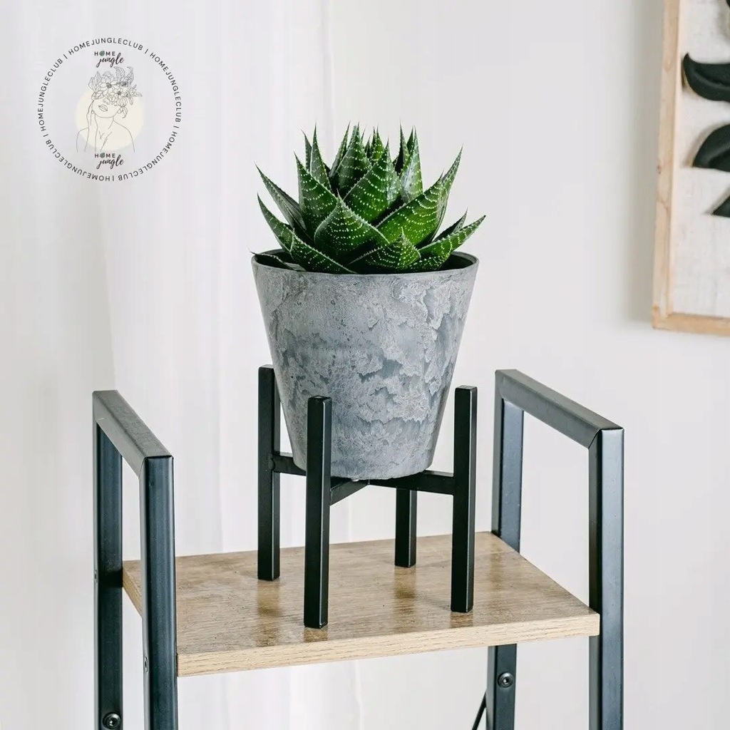 Aloe cosmo aristata aloes sukulent leczniczy 20cm - 11108322574 ...