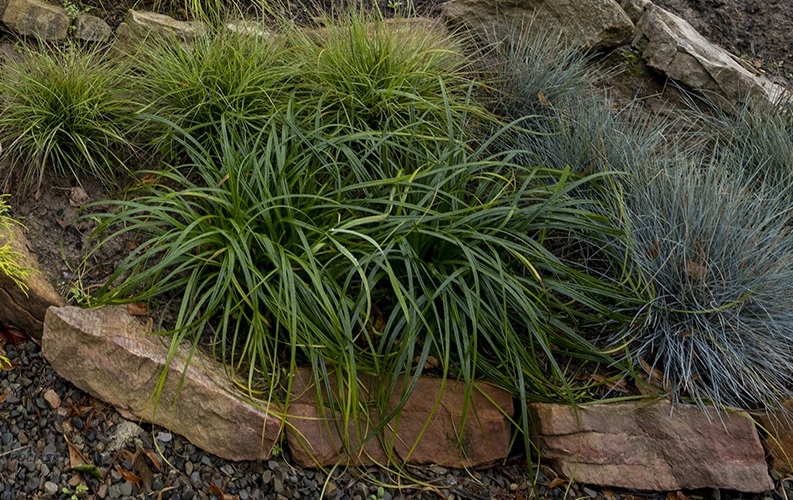 Turzyca RIBBON FALLS - liście jak zielone wstążki - 13090426140 ...