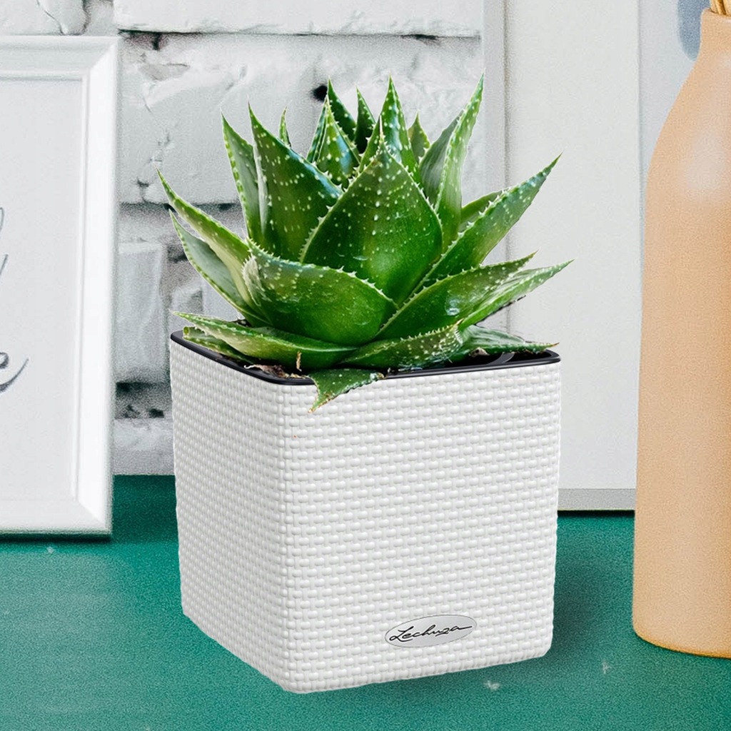 Купить АЛОЭ АРИСТАТА КОСМО ЗЕЛЕНЫЙ ЖЕМЧУГ: отзывы, фото и характеристики на Aredi.ru (9450032536)