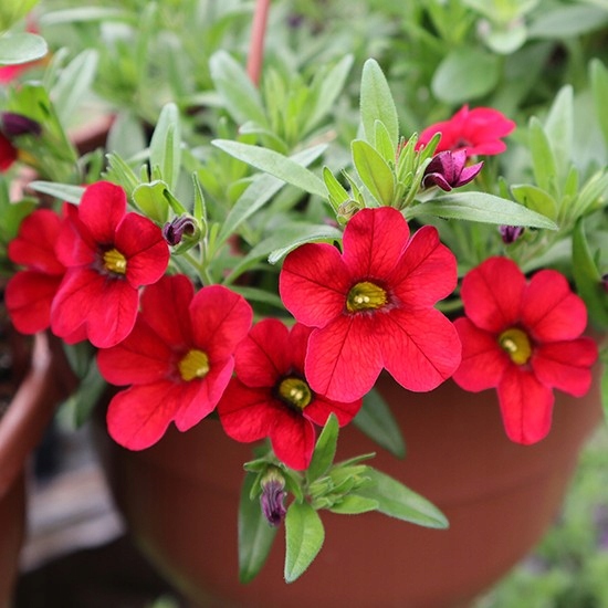Million bells , calibrachoa , 'Calita Red Eye' - 13094910081 ...