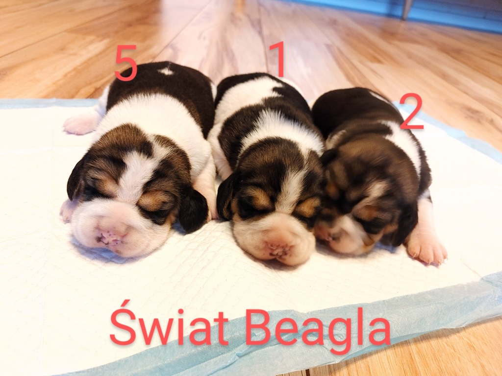 Śliczne Beagle metryka wyprawka do odbioru 19 luty - 12531215209 ...