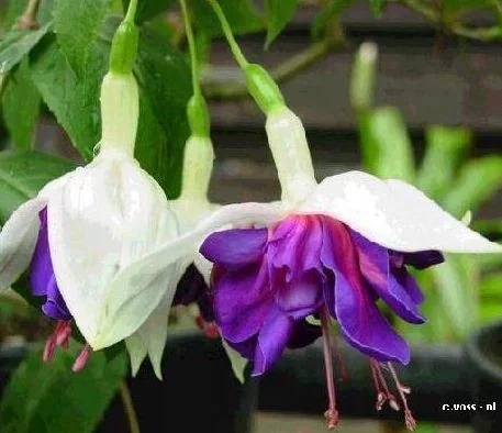 Fuksja zwisająca 'Dark purple'. Duże sadzonki w doniczce śr.11cm ...