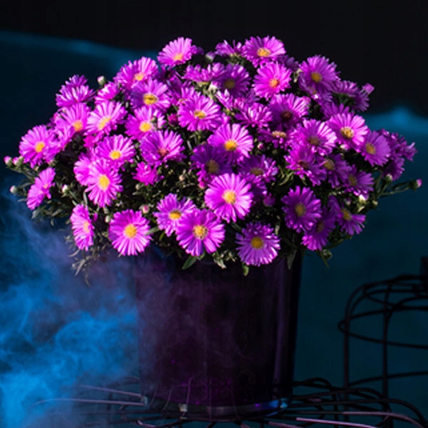 NOWOŚĆ! Aster karłowy Alpha PINK różowy kwitnie od lipca! Rarytas ...