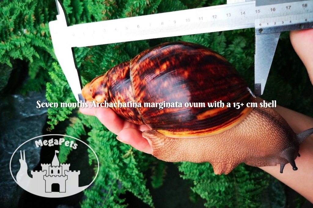 Archachatina marginata ovum XXL Ślimaki Achatina - 13615078982 - oficjalne archiwum Allegro