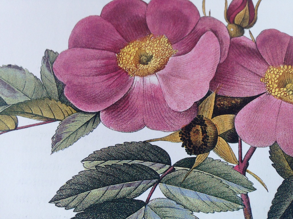 P.J. Redoute Redoute's Roses RÓŻE rzadki album! - 7693675620 ...