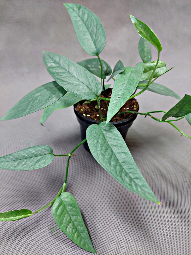 Epipremnum Cebu Blue, unikatowa Monstera - 13641682970 - oficjalne ...