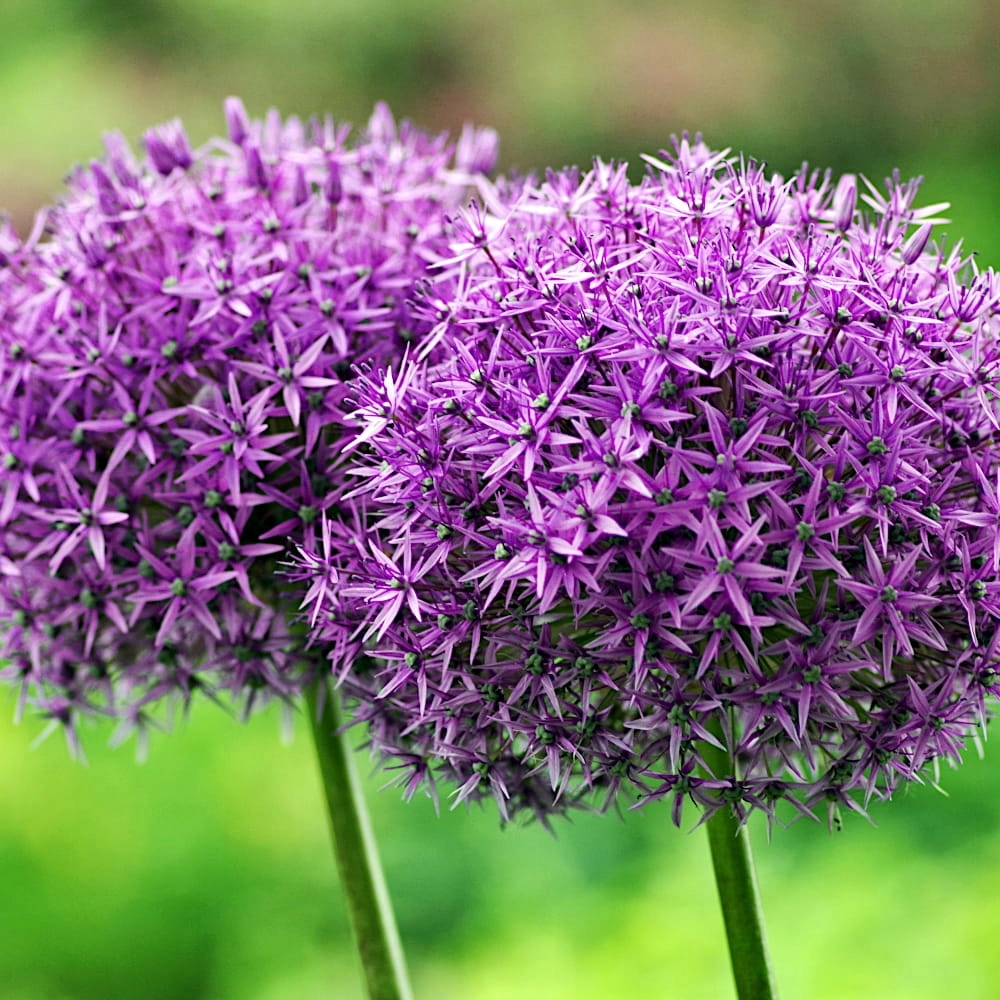 CZOSNEK OLBRZYMI Allium Giganteum CEBULKI 1 szt - 14239683462 ...