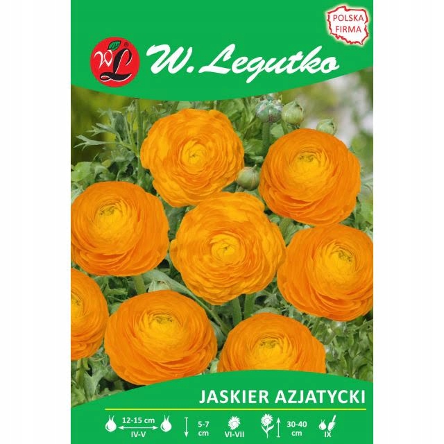 Jaskier azjatycki pomarańczowy cebulki 7 sztuk - 13312353386 ...