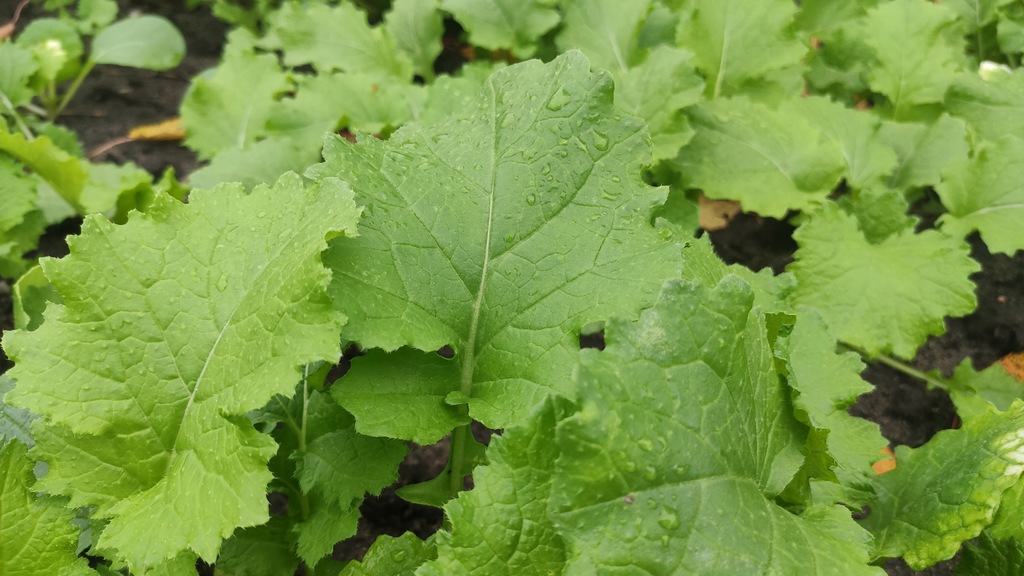 PERKO Rzepik Hodowla Ślimaków 1kg NA ZIELONKĘ - 10486919028 - oficjalne ...