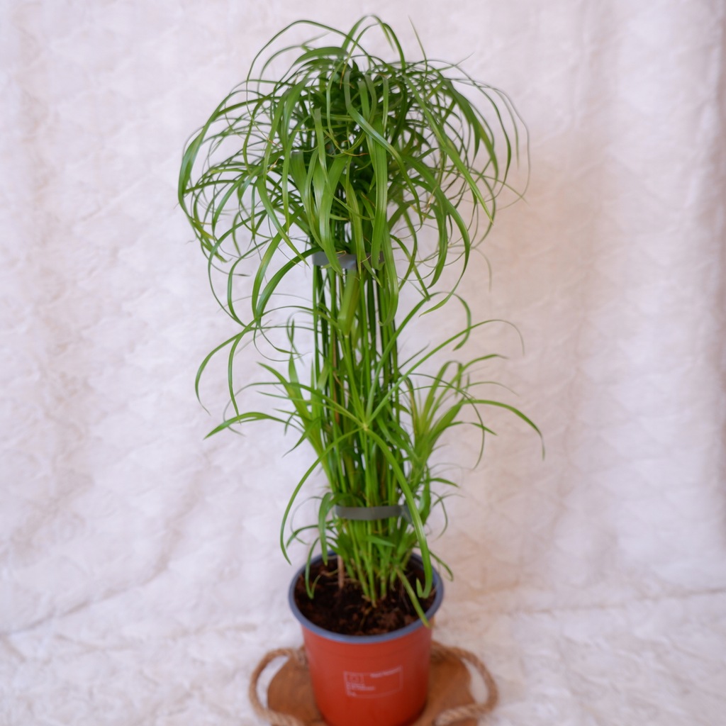 PAPIRUS CIBORA Cyperus Alternifolius don.14cm - 14036355951 - oficjalne ...