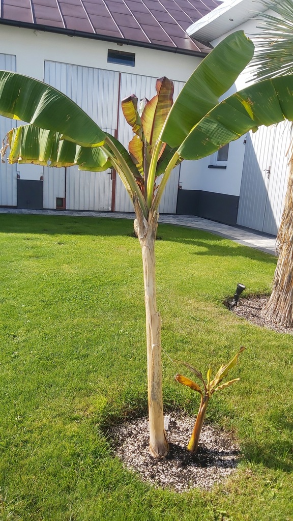 BANANOWIEC BANAN MUSA TEXTILIS - BANAN MANILSKI - 12601689495 ...