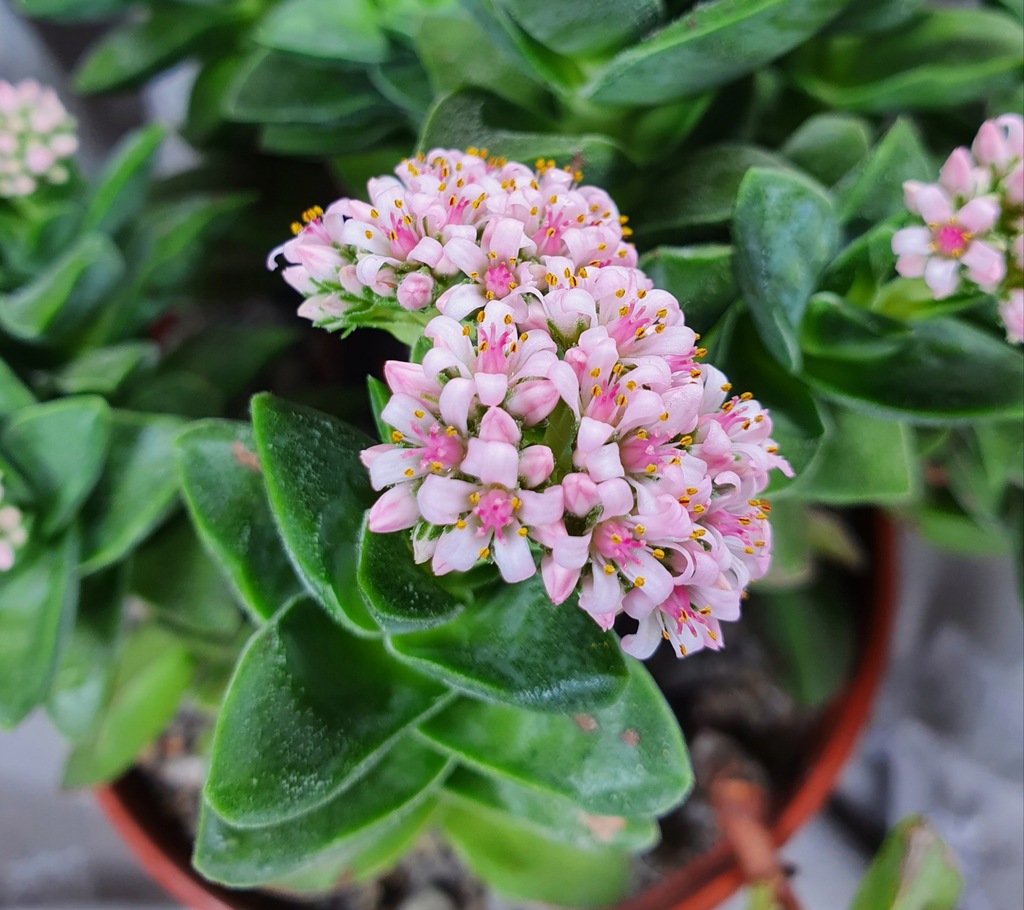 Crassula Springtime, kwitnący grubosz, GRATIS! 78 - 15201157120 ...
