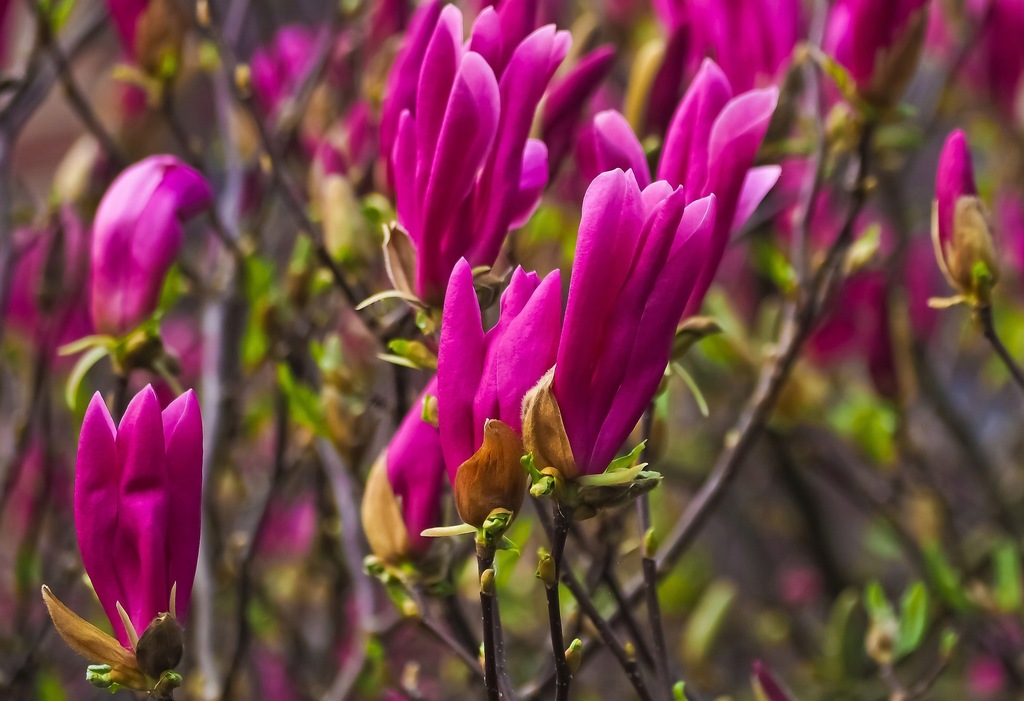 Magnolia Susan PRZEPIĘKNA PURPUROWA odporna - 12013141907 - oficjalne ...