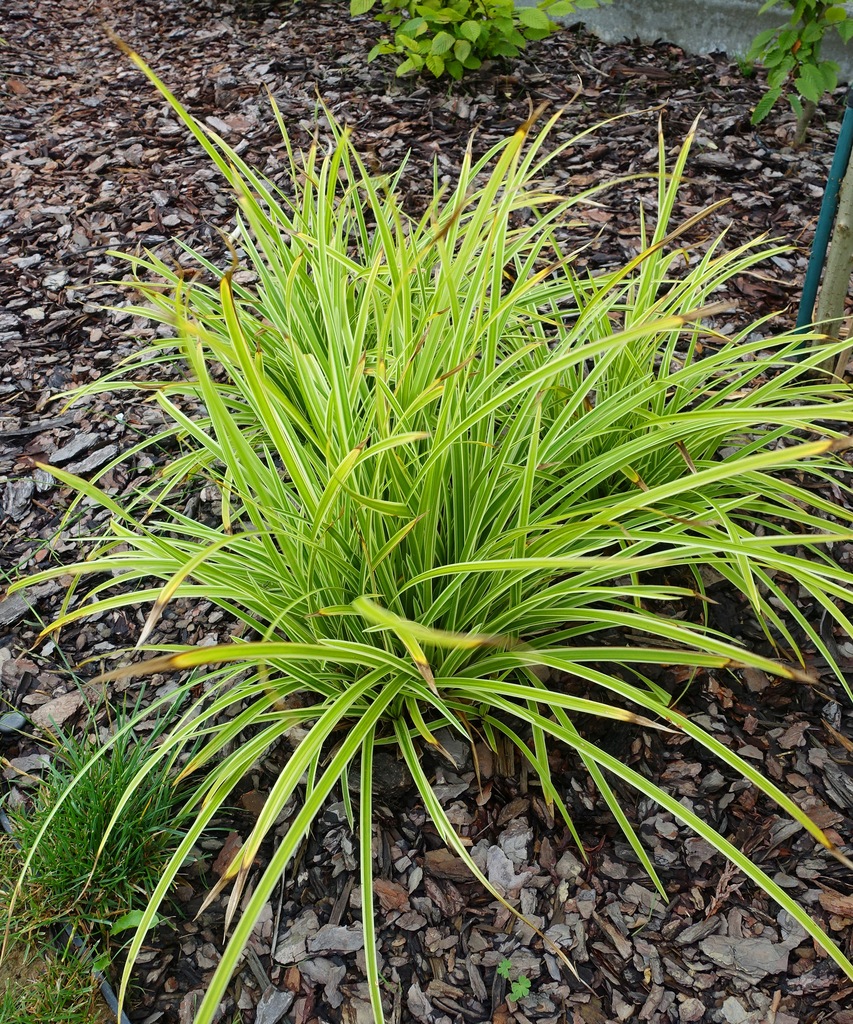 TURZYCA zimozielona trawa MOCNO OZDOBNA odporna - 13788688872 ...