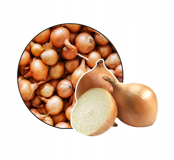 Cebula Dymka STUTTGARTER 500g Super Jakość ROLNIK - 13221605401 ...