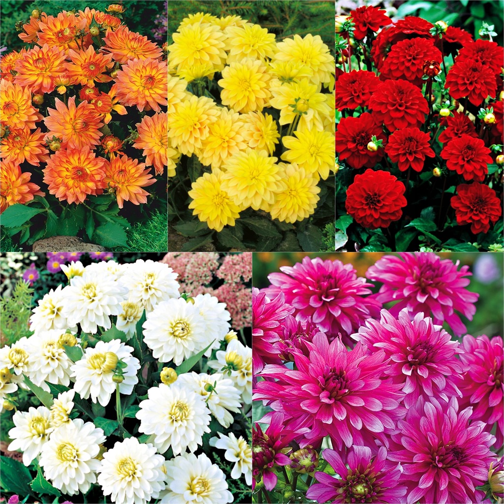 Zestaw Dalia Dekoracyjna Niska 5 donian 5 sztuk - 13219913954 ...