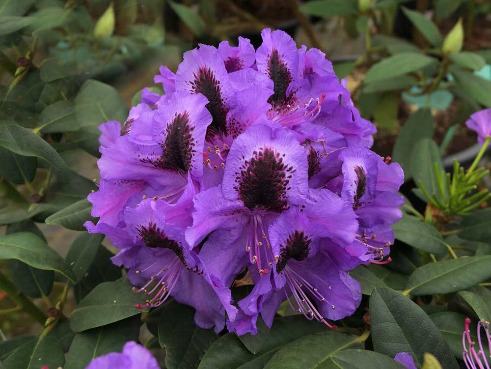 Różanecznik Peter Alan PIĘKNY FIOLET C4 - 12736987381 - oficjalne ...