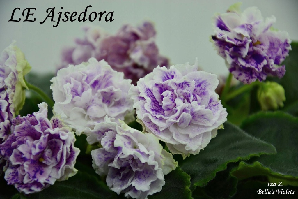 Fiołek afrykański LE Aisedora stanada sadzonka - 14730226511 ...