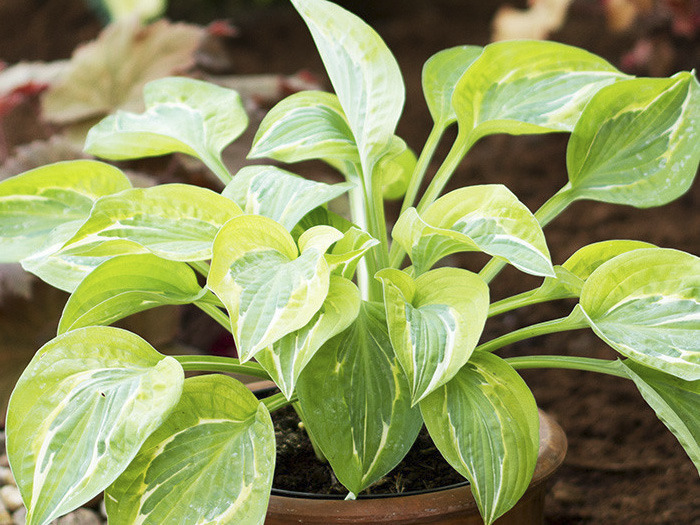 Funkia Hosta sadzonki funkie hosty Colored Hulk 1 szt - 15265143237 ...