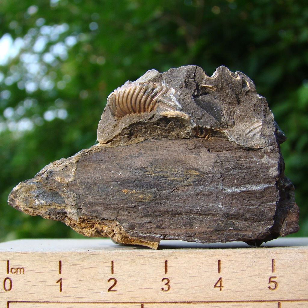 BD73- DREWNO AMONITY JURA ŁUKÓW - Polska - 12853640318 - oficjalne ...