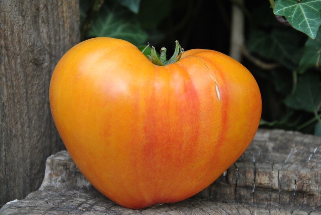 pomidor desdemon's heart serce odmiana kolekcjoner - 9662073319 ...