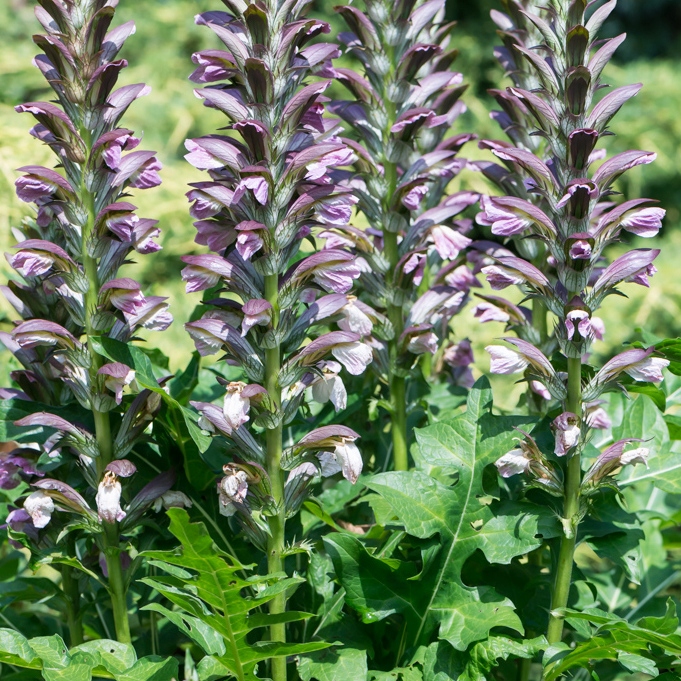 Akant miękki SADZONKA 5 litrów bardzo duża bylina - 11722539870 ...