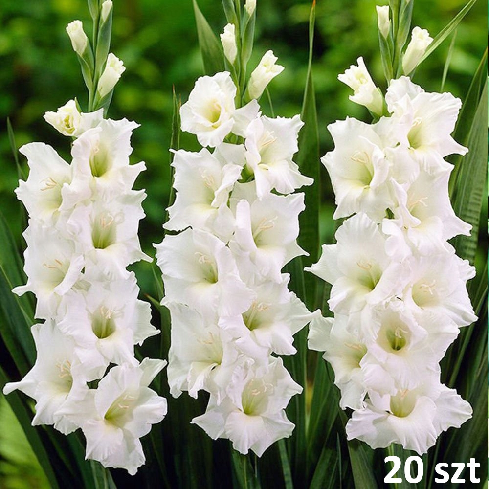 Mieczyk Biały 20 szt Mieczyki cebulki bulwy, 90cm - 13623160879 ...